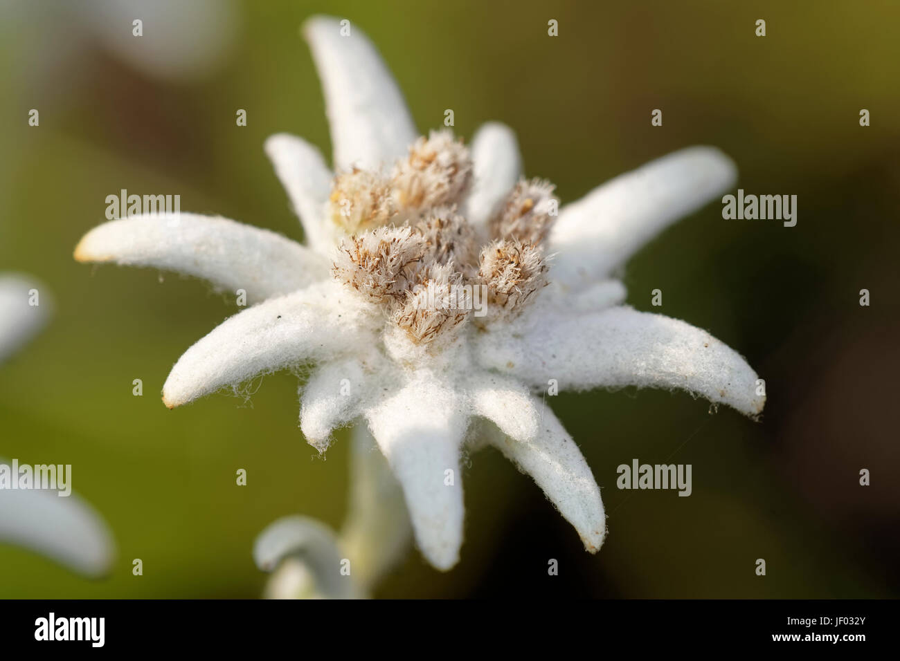 Edelweiss national flower switzerland hi-res stock photography and ...