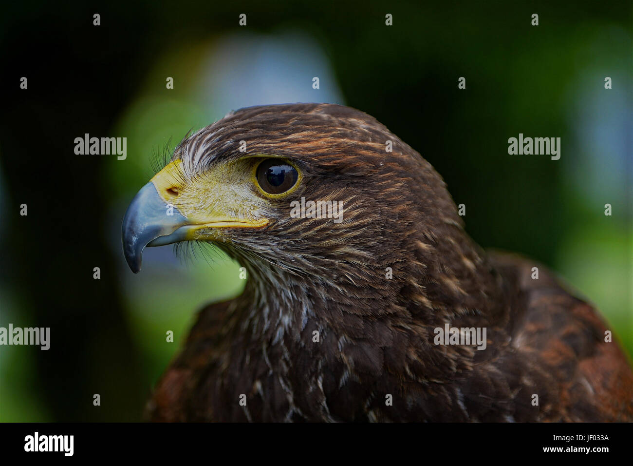 Bird beeks hi-res stock photography and images - Alamy