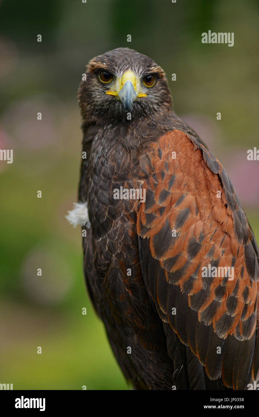 Bird beeks hi-res stock photography and images - Alamy