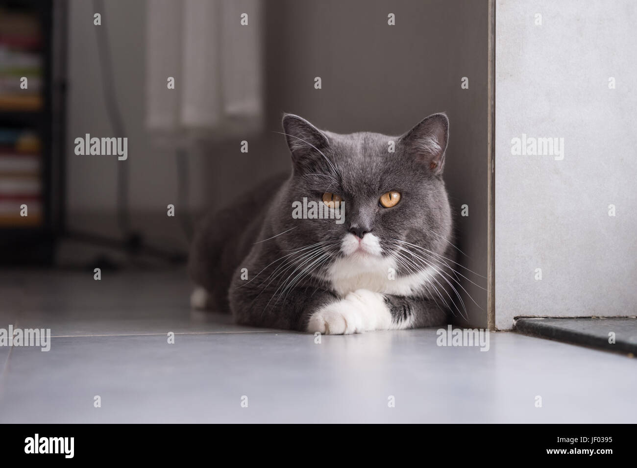 Gray British shorthair cats, indoors Stock Photo - Alamy