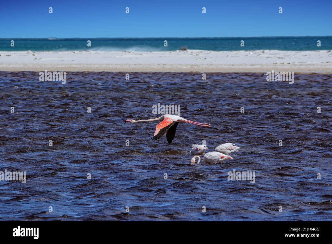 A Greater Flamingo flying low over a lagoon in Southern Africa Stock ...
