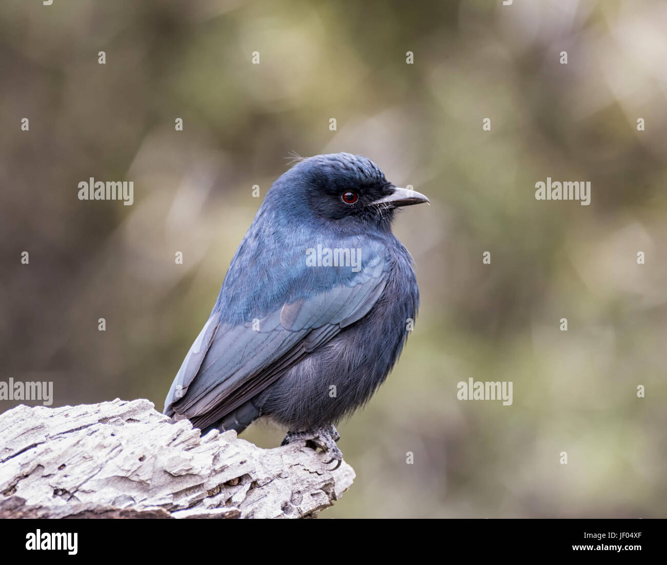 A Fork-tailed Drongo perched on a branch in Southern African savanna ...
