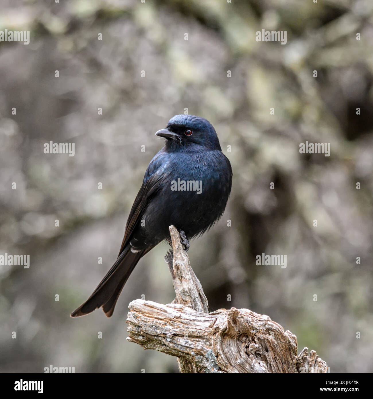 Fork tail drongo hi-res stock photography and images - Alamy