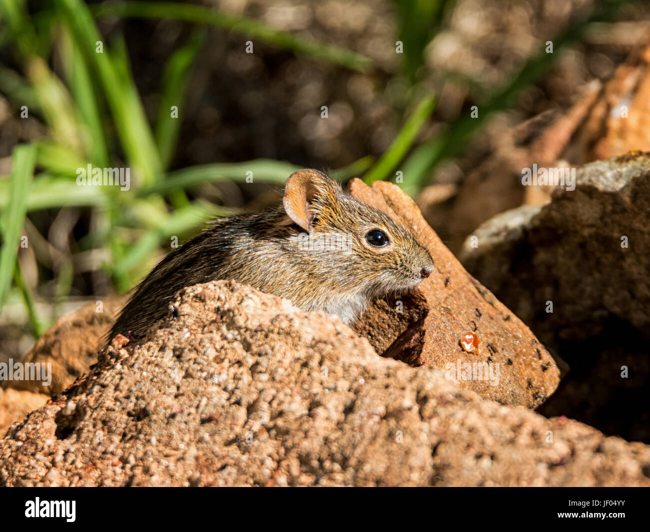 A close-up picture of a Four-striped Grass Mouse in Southern Africa ...