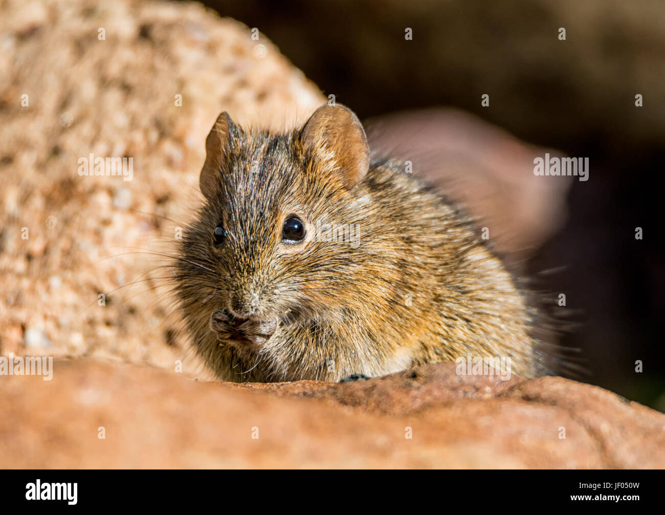 A close-up picture of a Four-striped Grass Mouse in Southern Africa ...