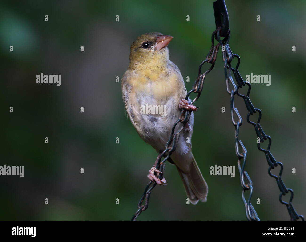 A bird perched on a chain in landscape format with clear green ...