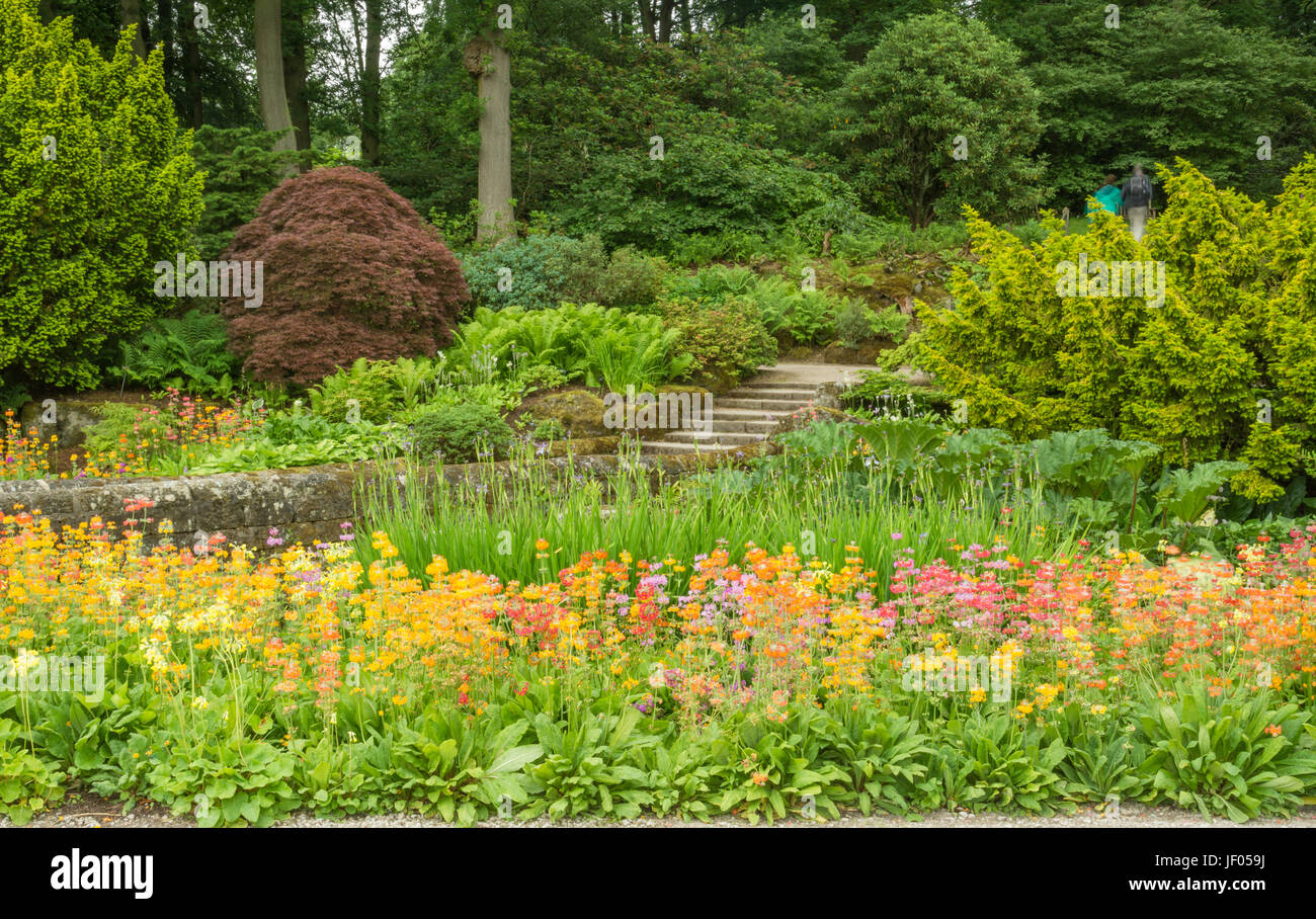 Primula Candelabra in flower Stock Photo - Alamy