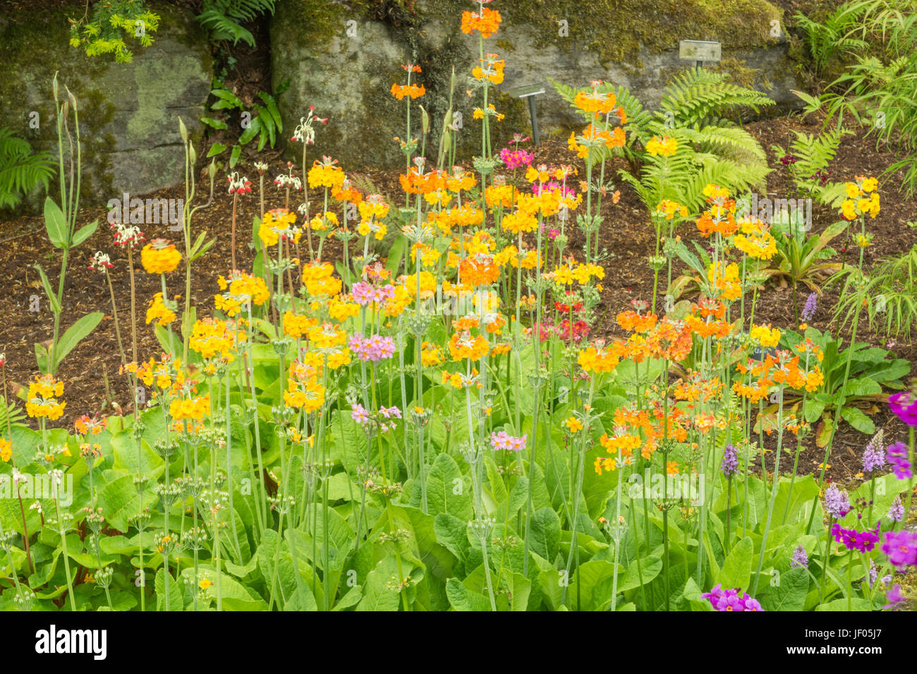 Primula Candelabra in flower Stock Photo - Alamy