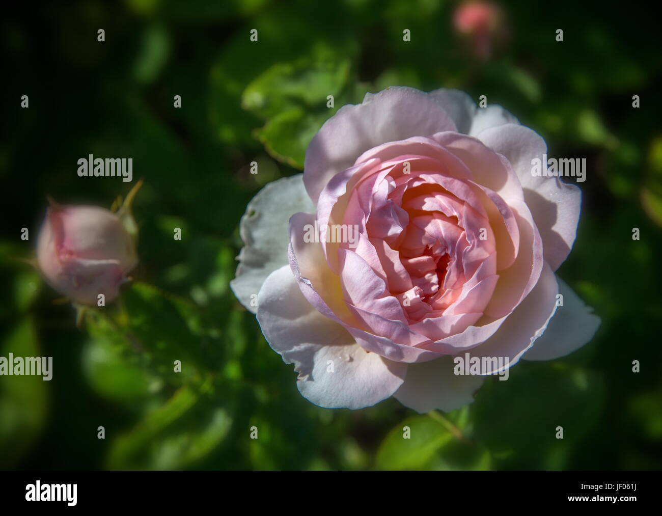 Rose gentle hermione hi-res stock photography and images - Alamy