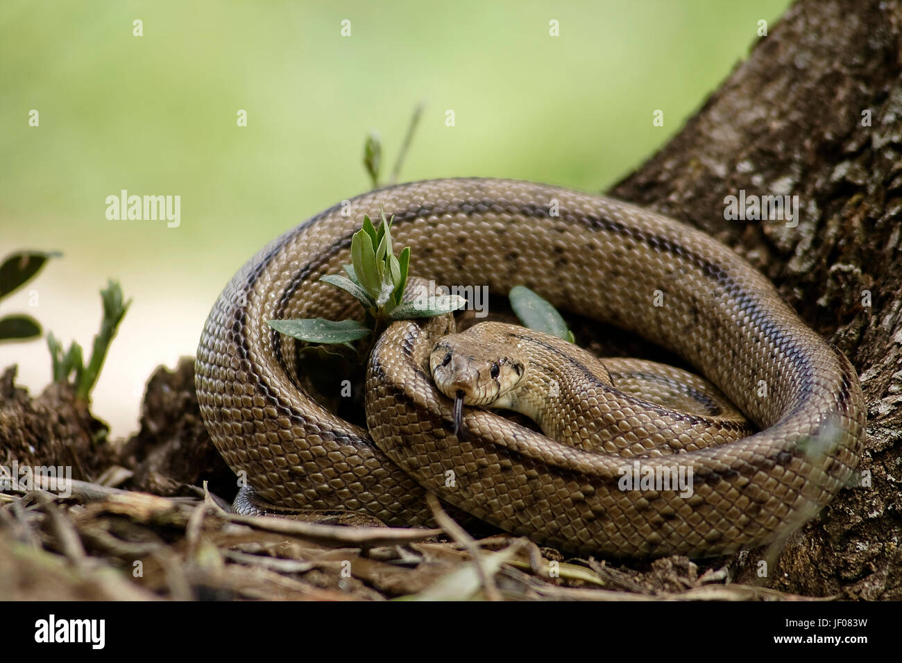 Brown rat snake hi-res stock photography and images - Alamy
