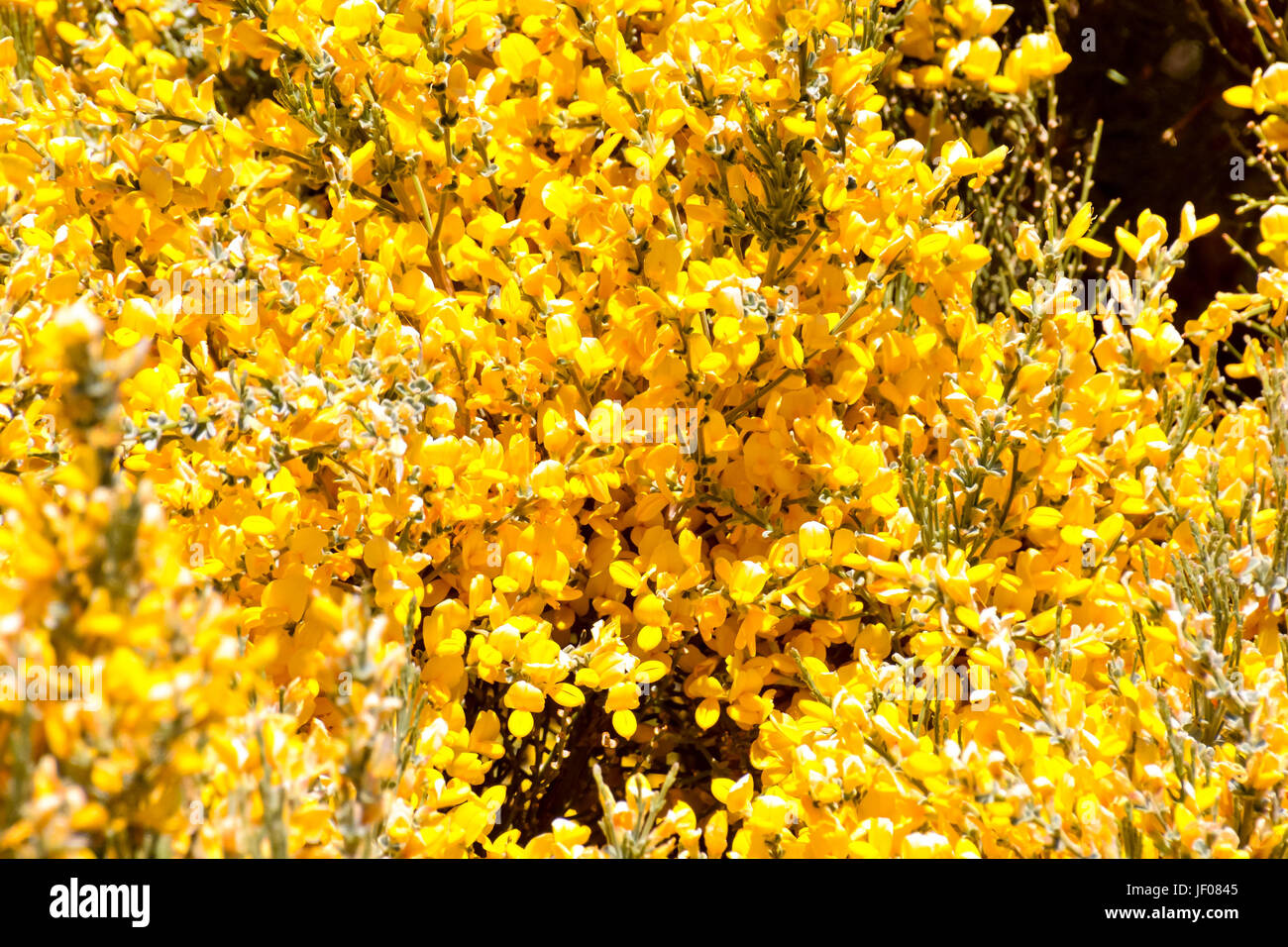 Blooming Flower Background Stock Photo - Alamy