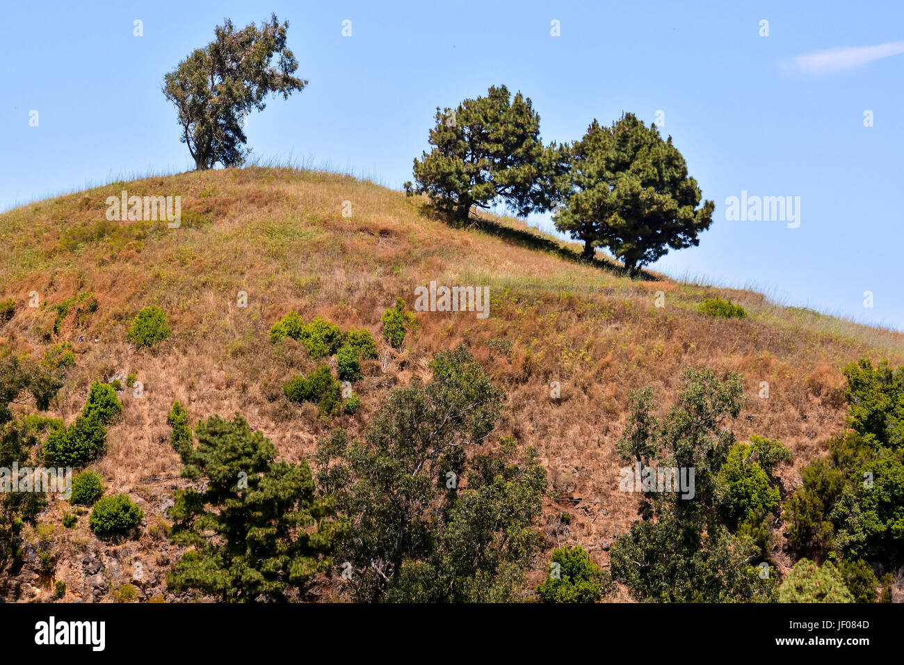 Trees on the Mountain Top Stock Photo - Alamy