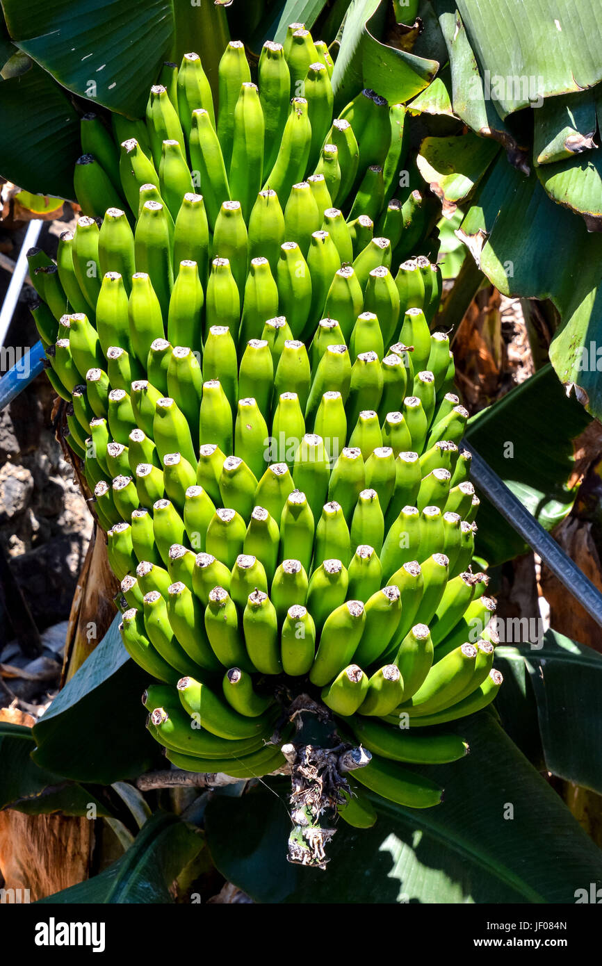 Banana Plantation Field Stock Photo - Alamy