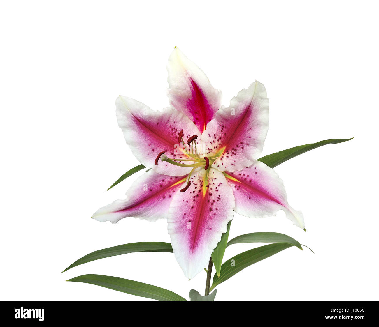 Lily the pink hi-res stock photography and images - Alamy