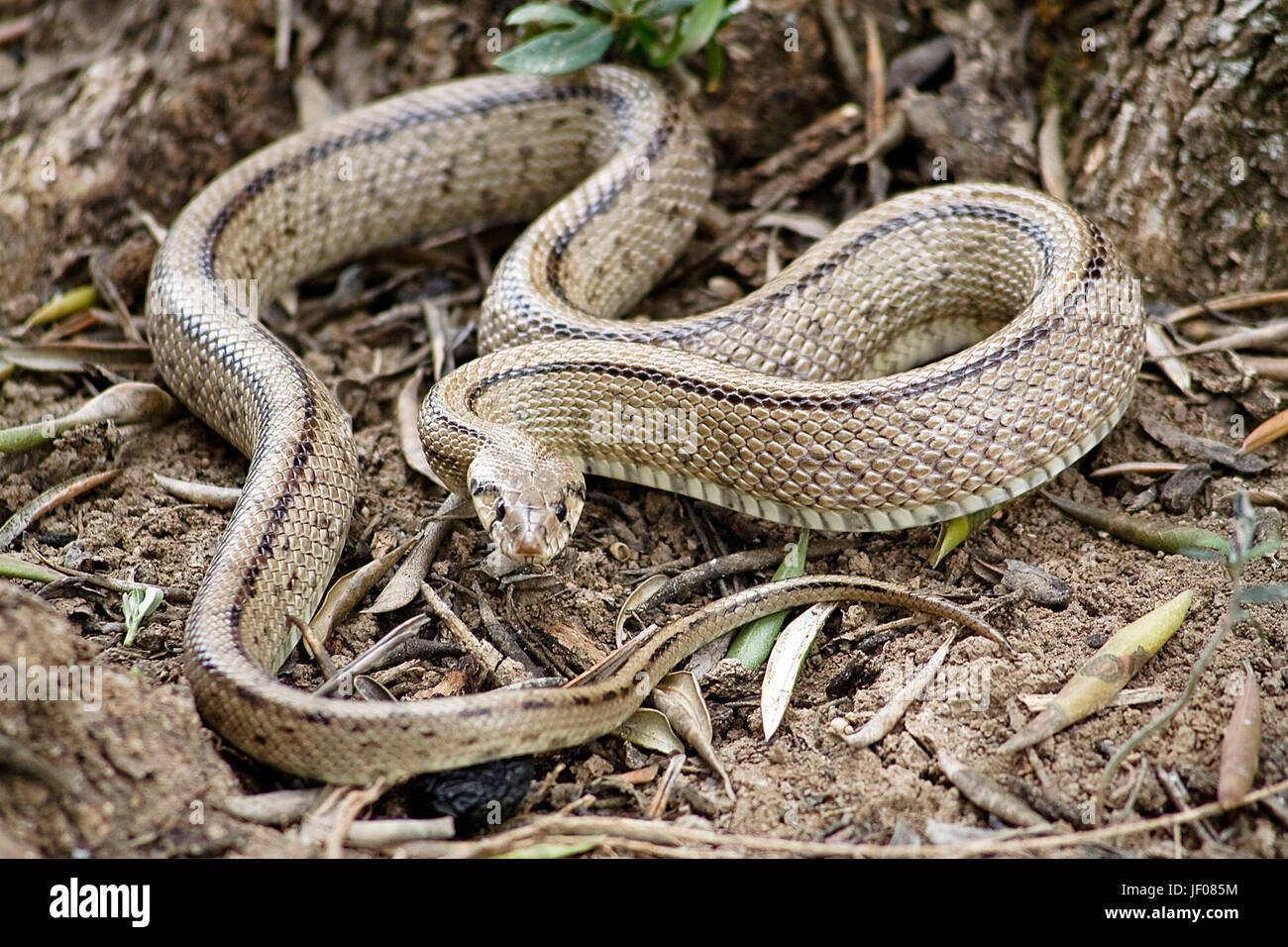 Snakes of spain hi-res stock photography and images - Alamy