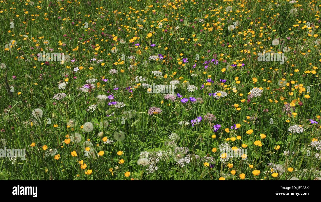 Spring flowers in the Swiss Alps Stock Photo - Alamy