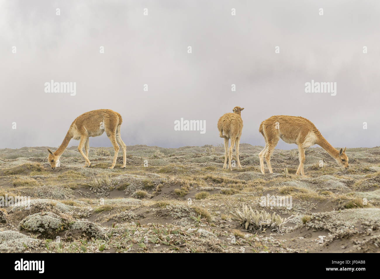 Vicunas National Park High Resolution Stock Photography and Images - Alamy