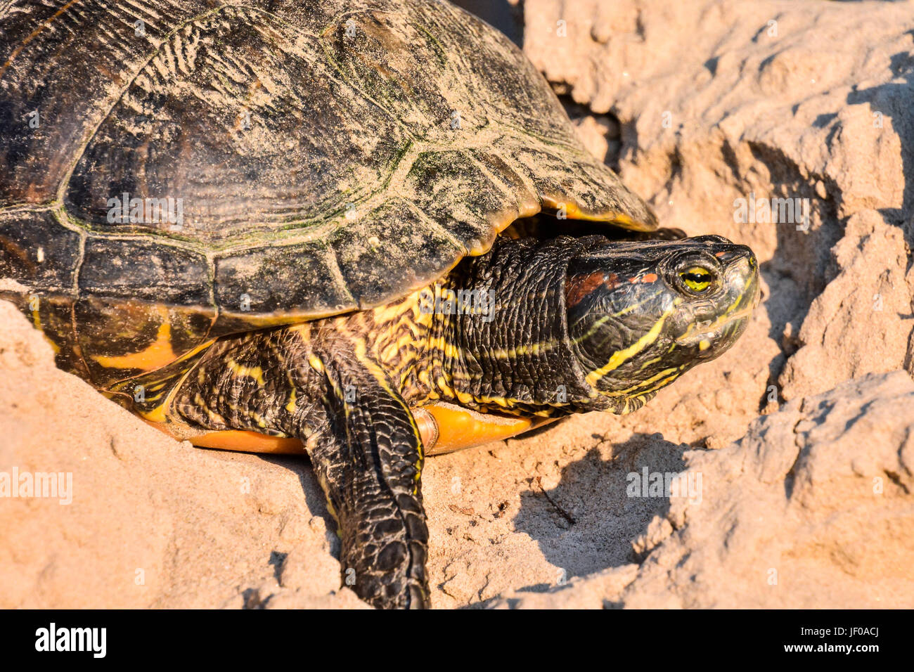 Trachemys Scripta Elegans Tortoise Stock Photo - Alamy