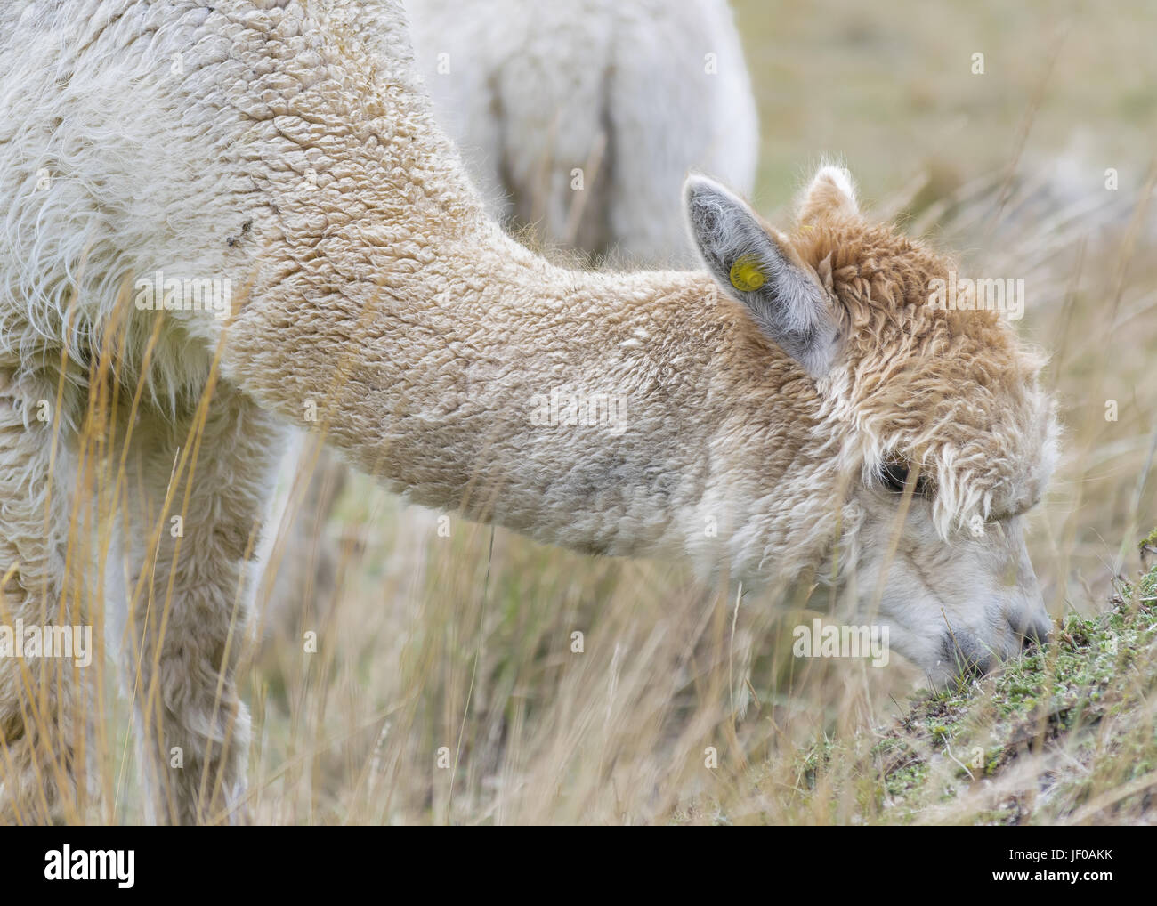 Cute Alpaca Eating Pasture Stock Photo - Alamy