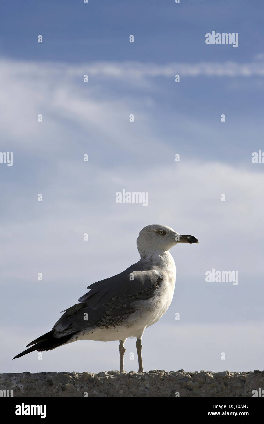 one seagull side view Stock Photo - Alamy