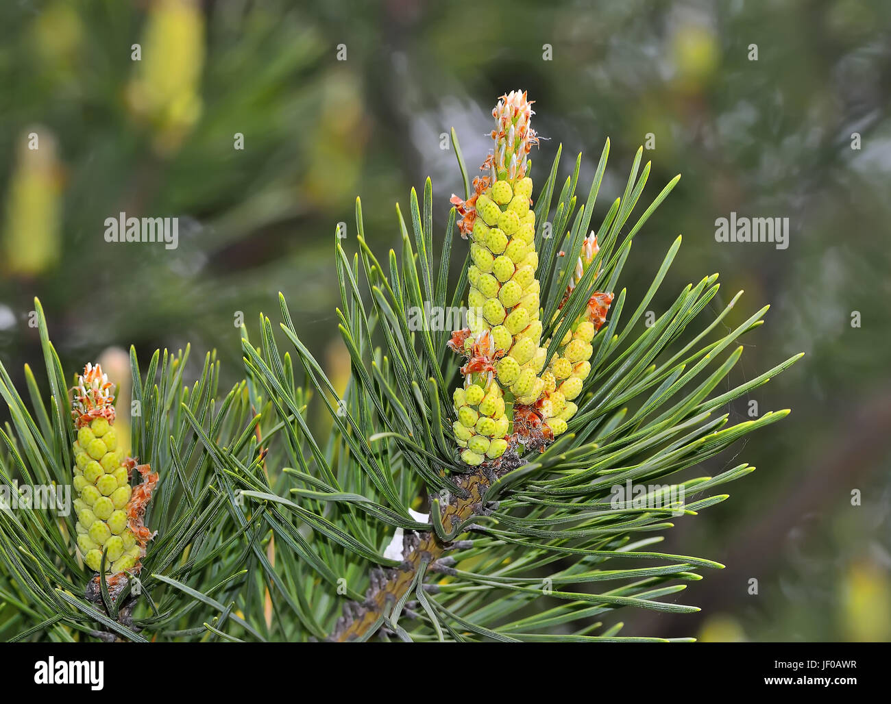 The twigs of the tree hi-res stock photography and images - Alamy