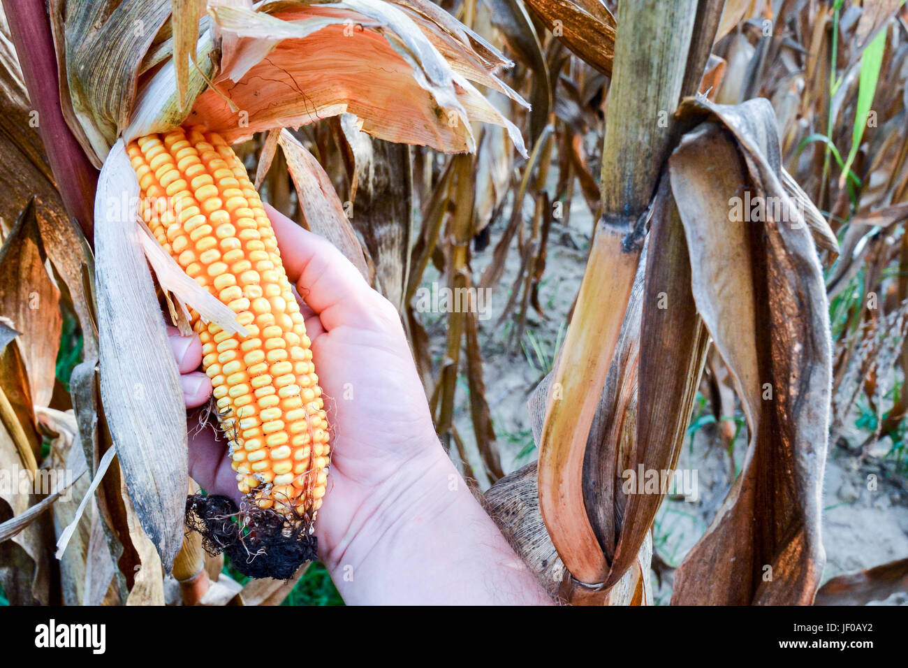 Corn Plant Background Stock Photo - Alamy