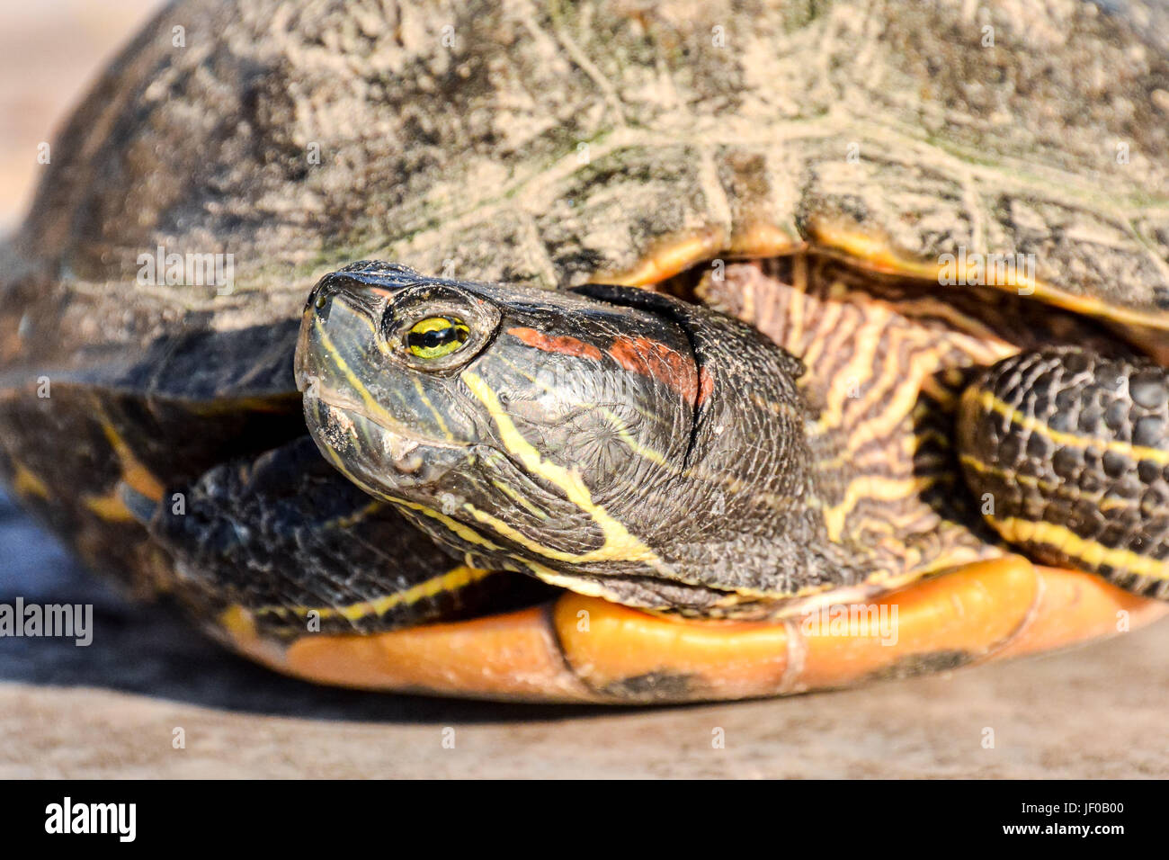 Trachemys Scripta Elegans Tortoise Stock Photo - Alamy