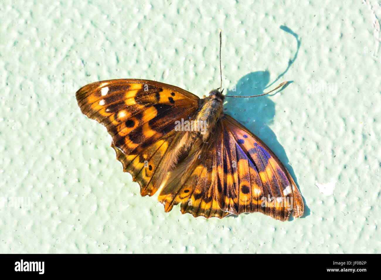 Beautiful brown butterfly hi-res stock photography and images - Alamy