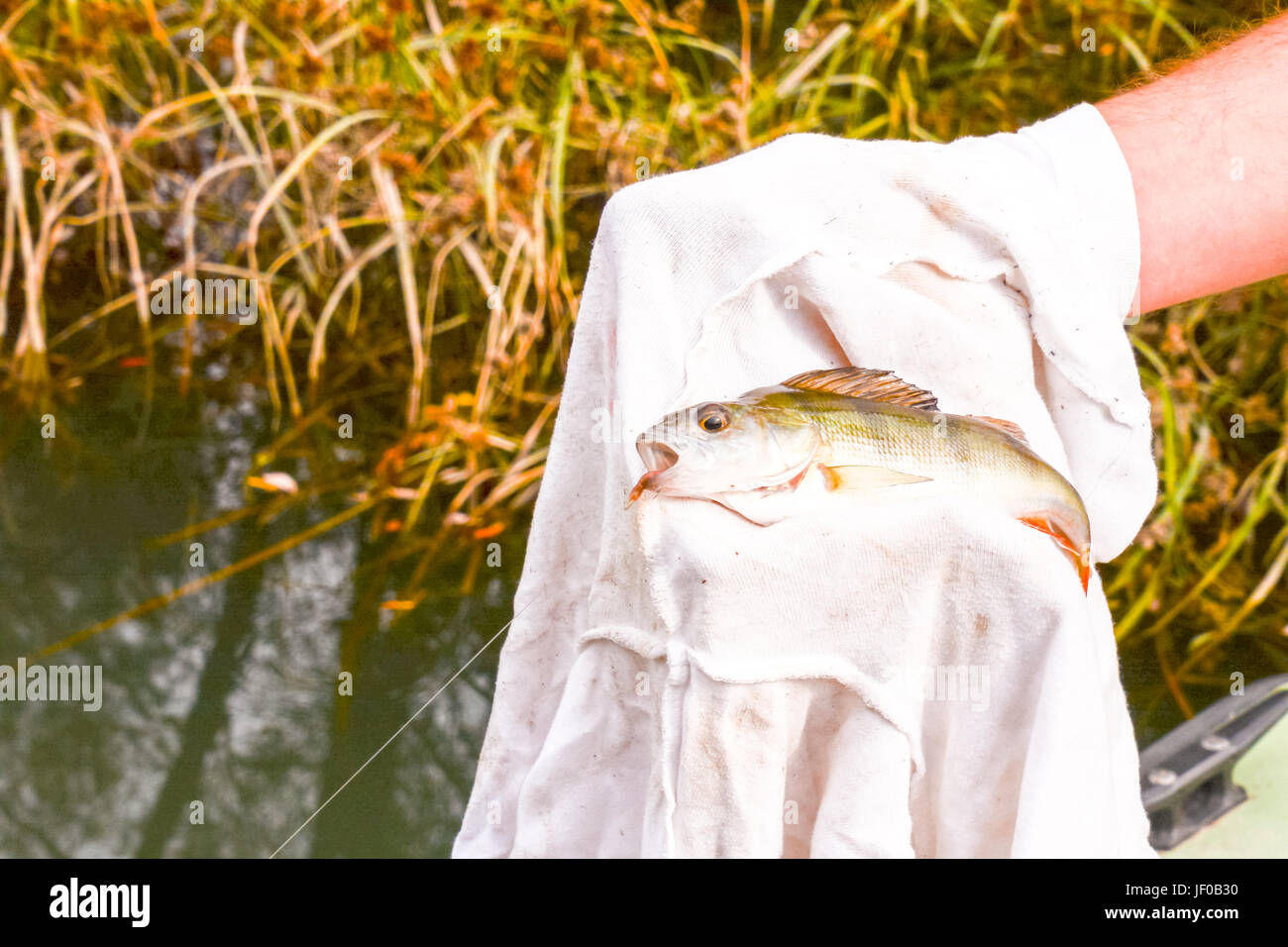 Catched fish hi-res stock photography and images - Alamy