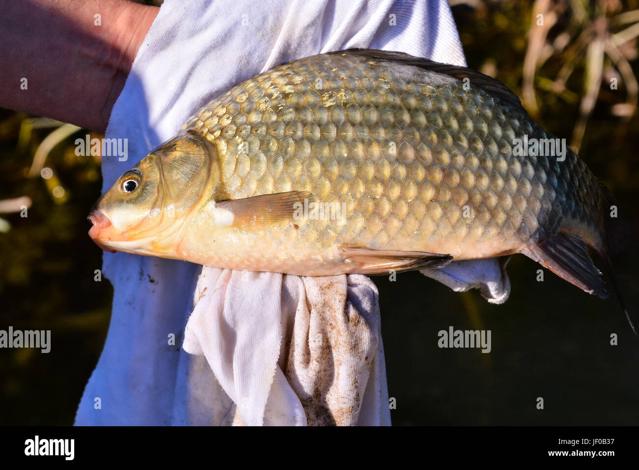 Catched fish hi-res stock photography and images - Alamy