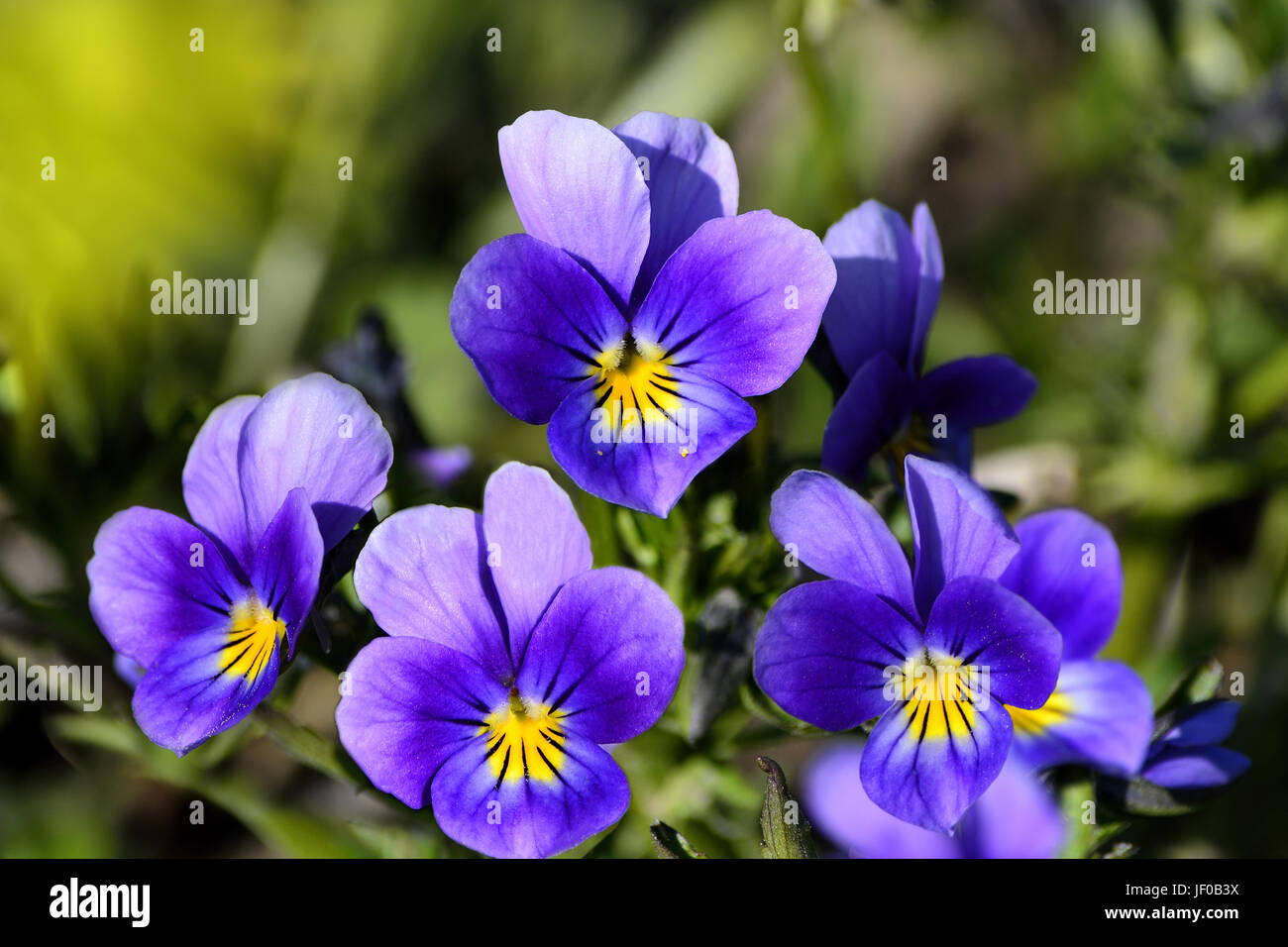 Floral background with wild violets Stock Photo - Alamy