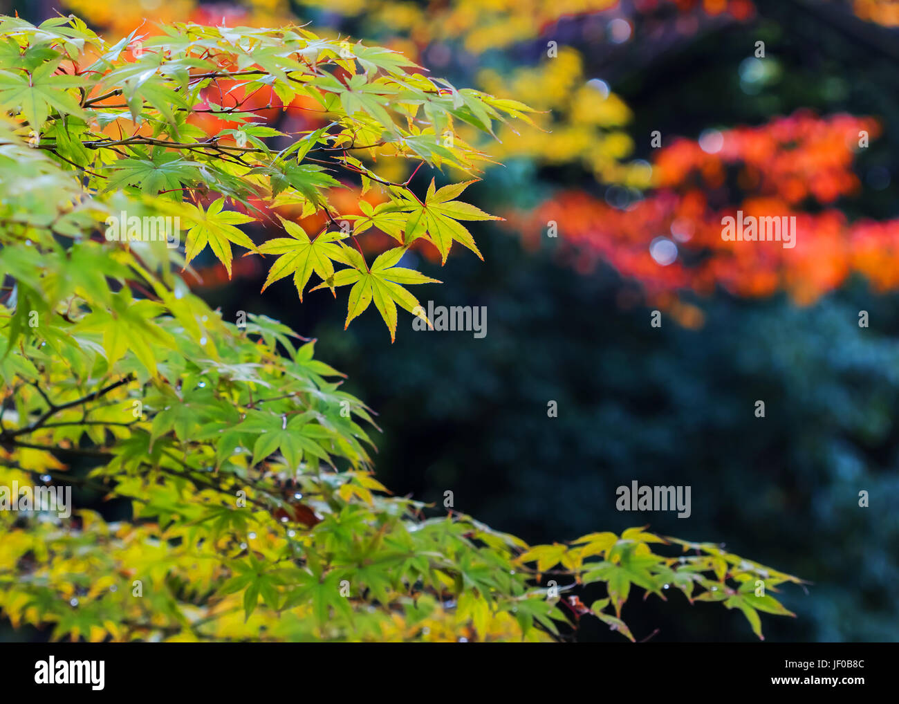 Autumn Leaves at Hiroshima Central Park in Japan Stock Photo - Alamy