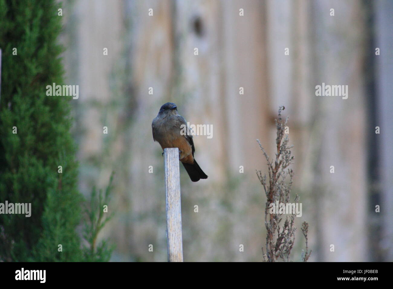 Backyard birds hi-res stock photography and images - Alamy