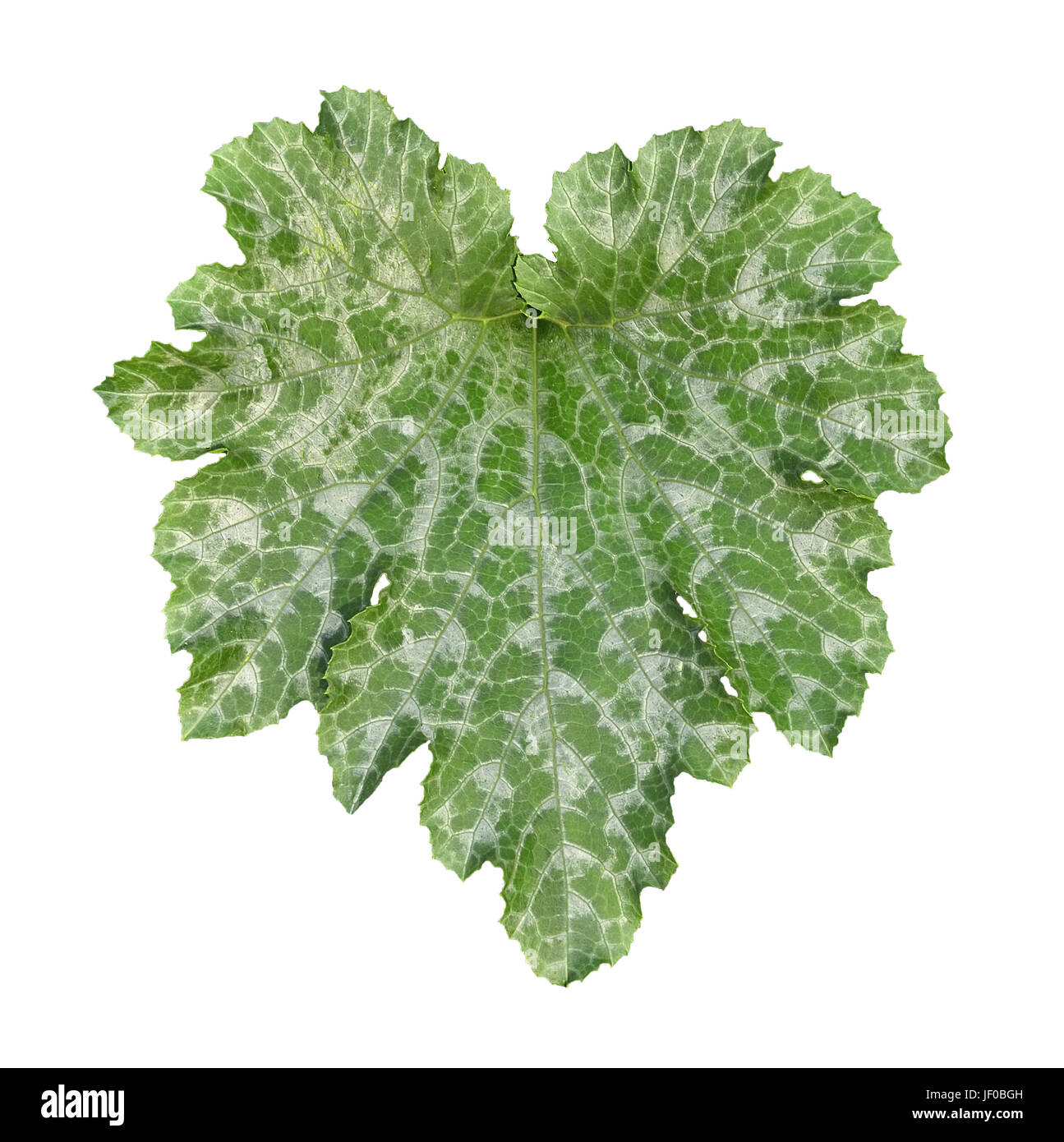 Zucchini large green leaves hi-res stock photography and images - Alamy