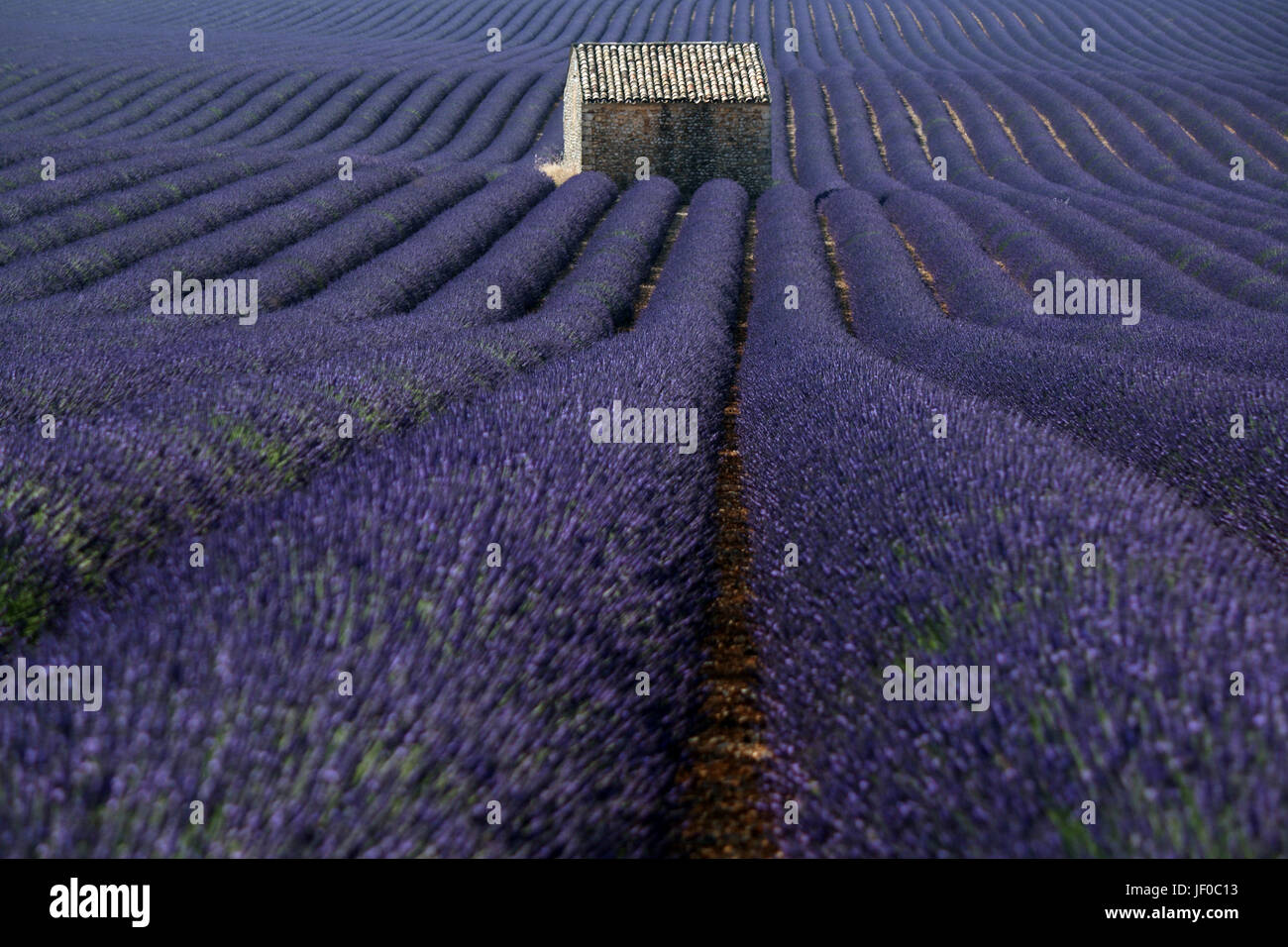 Plateau von valensole hi-res stock photography and images - Alamy