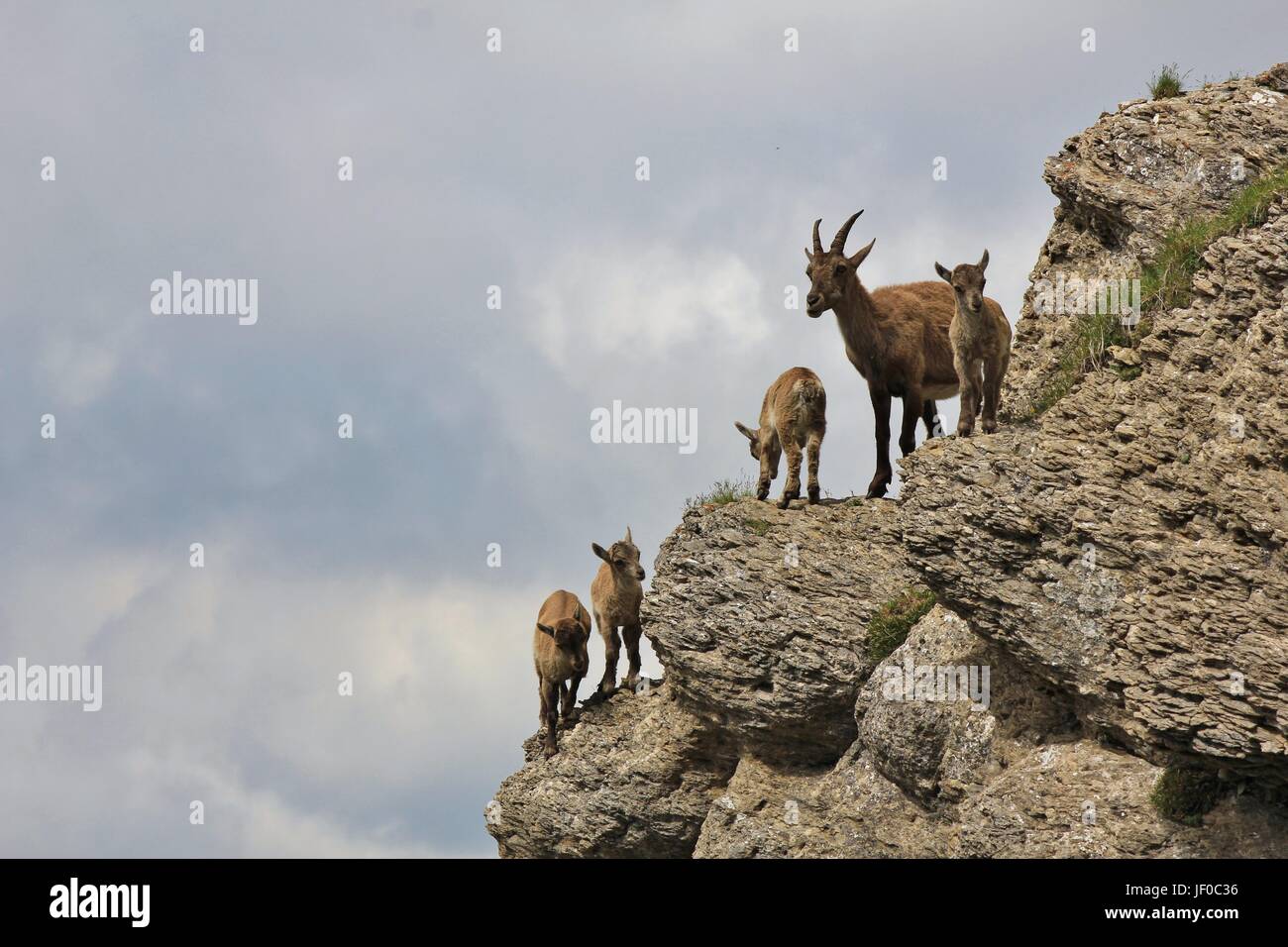Female alpine ibex with babies Stock Photo - Alamy