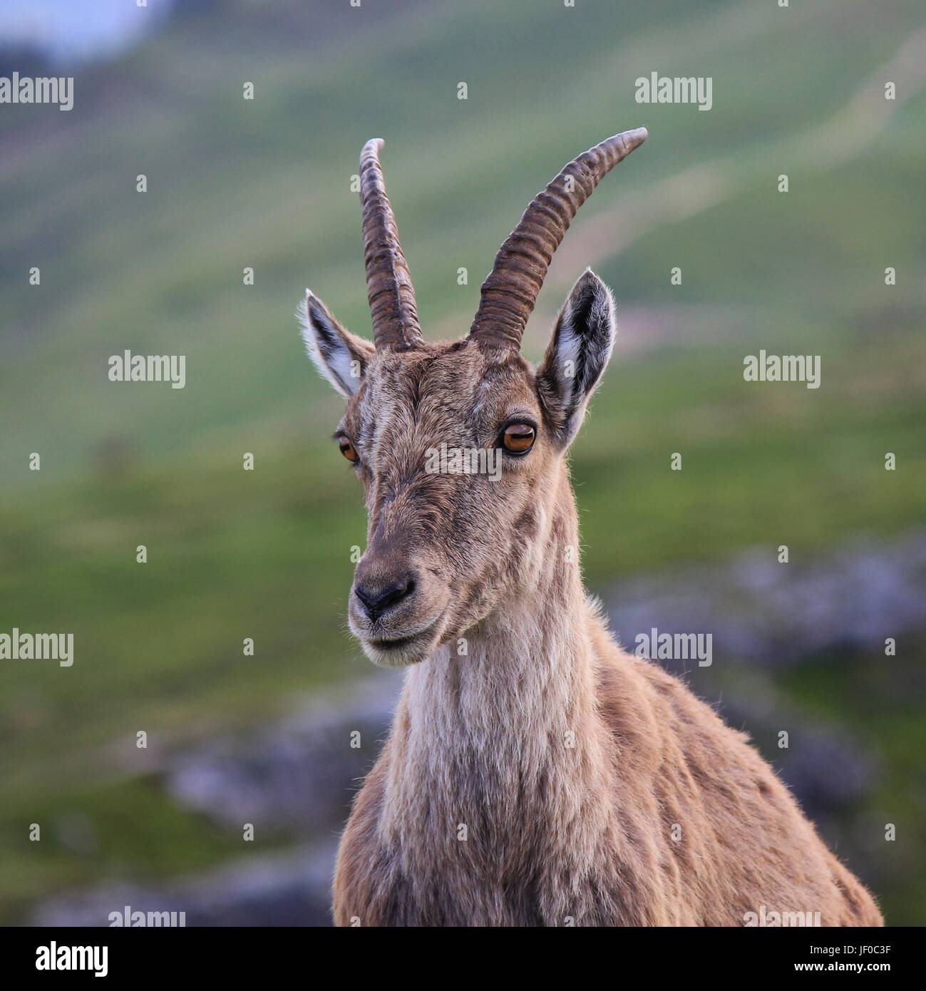 Ibex detail hi-res stock photography and images - Alamy