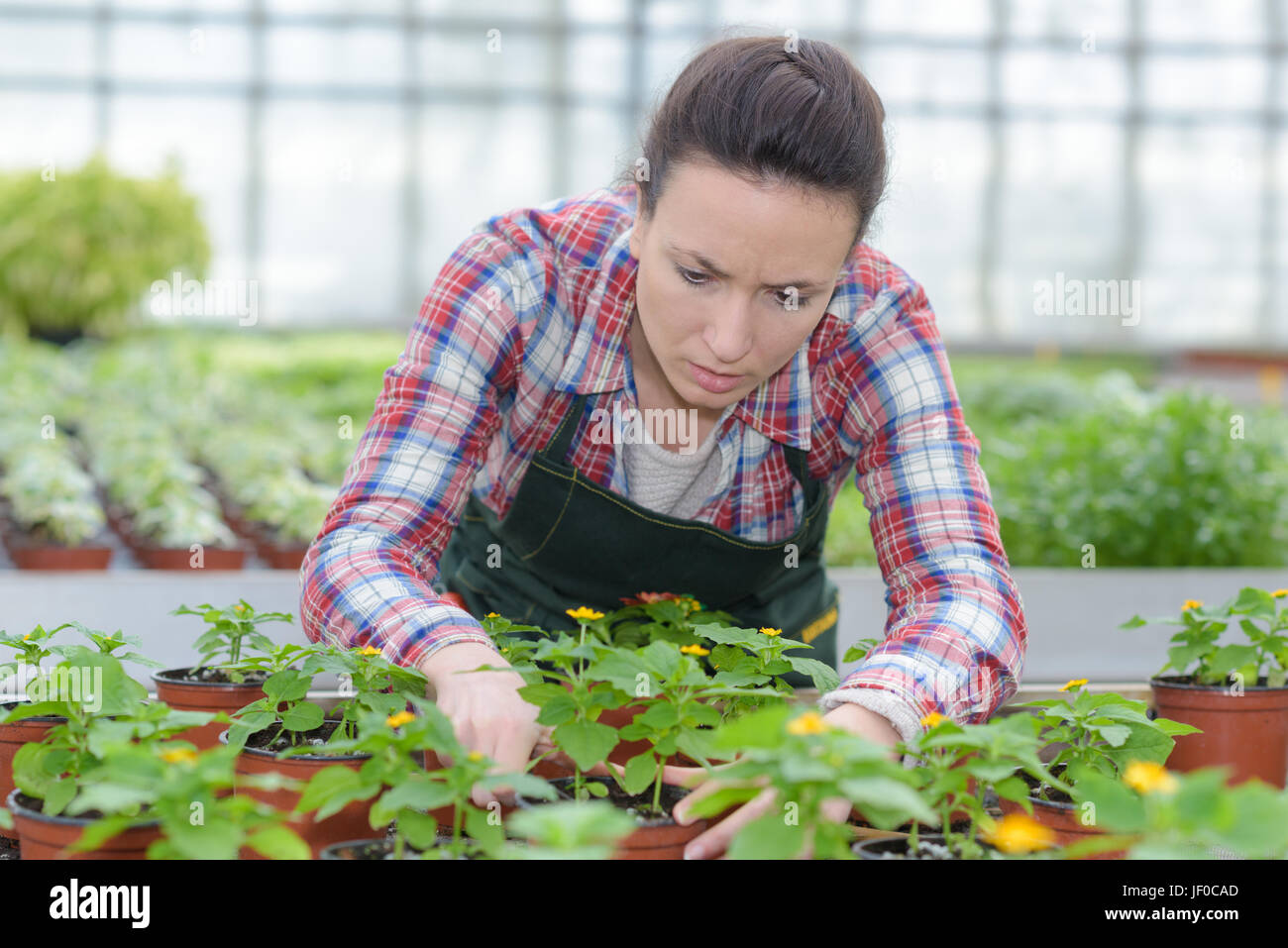 Horticulturist sorting plants Stock Photo - Alamy