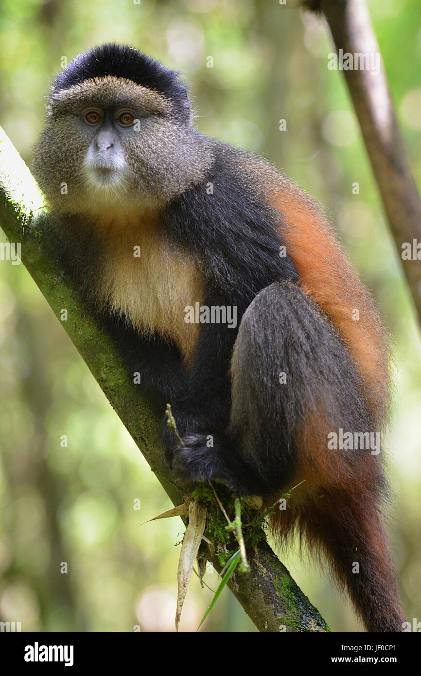 A golden monkey rest in the tree forest of Volcano National Park in ...