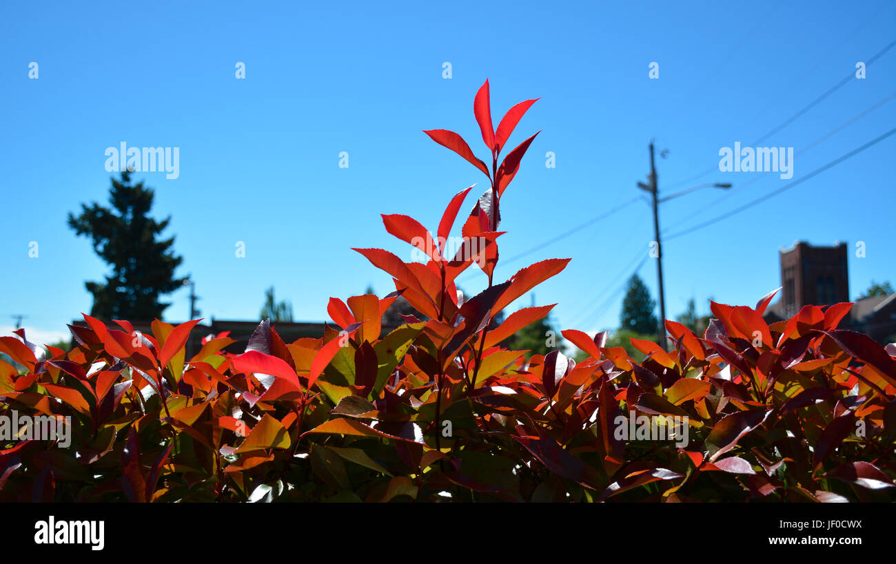 Red leaves plants hi-res stock photography and images - Alamy