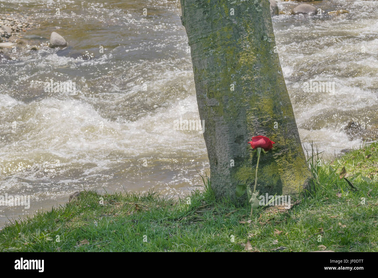 Red Rose at River Stock Photo - Alamy