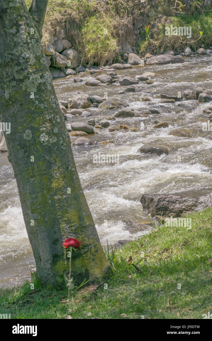 Red Rose at River Stock Photo - Alamy