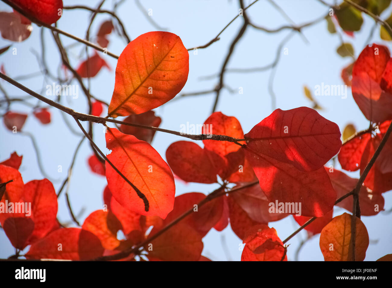 Bengal almond tree hi-res stock photography and images - Alamy