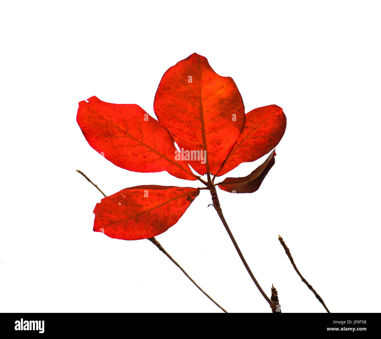red almond leaves on white background, isolate Stock Photo - Alamy