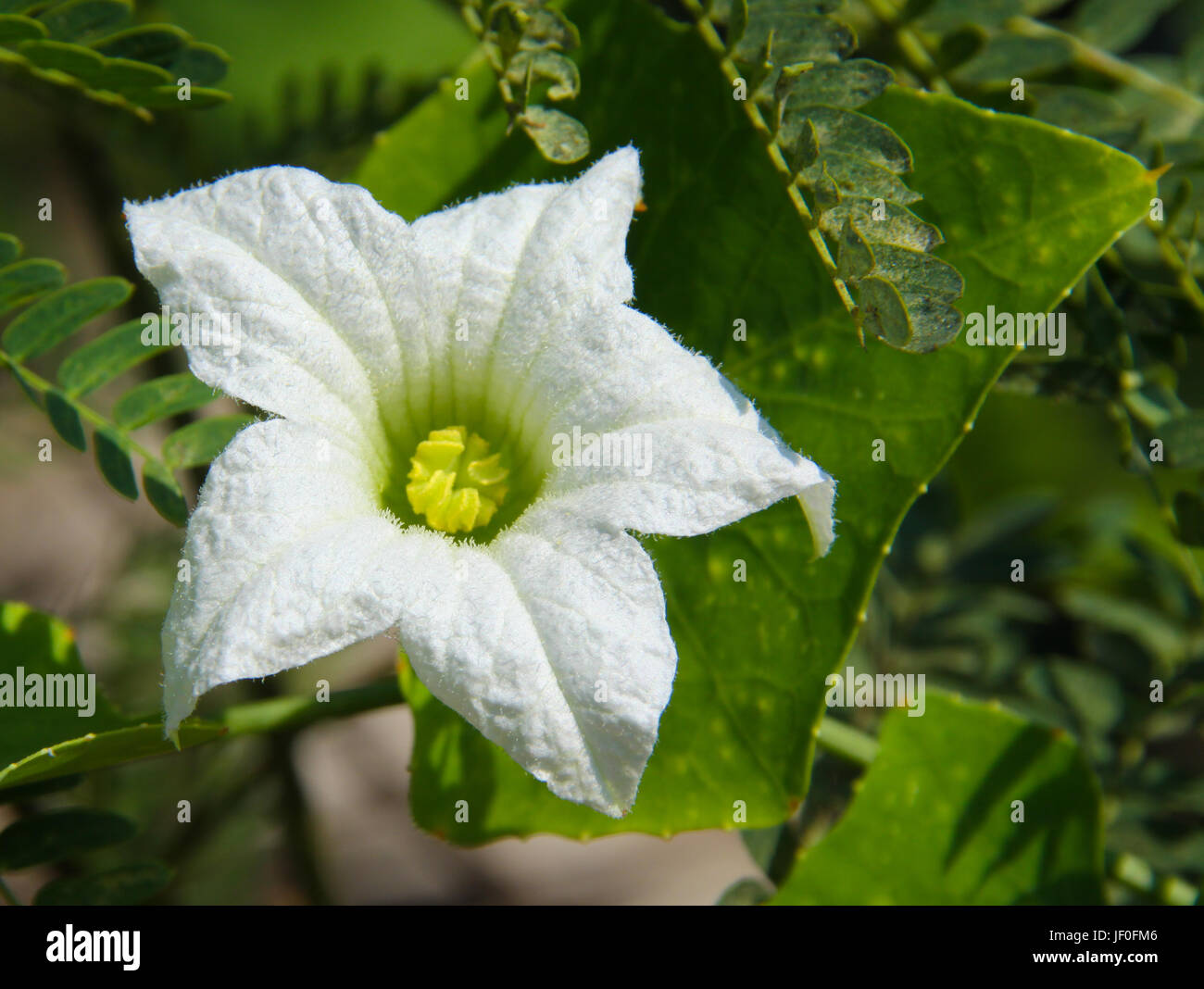 white ivy gourd flower Stock Photo - Alamy