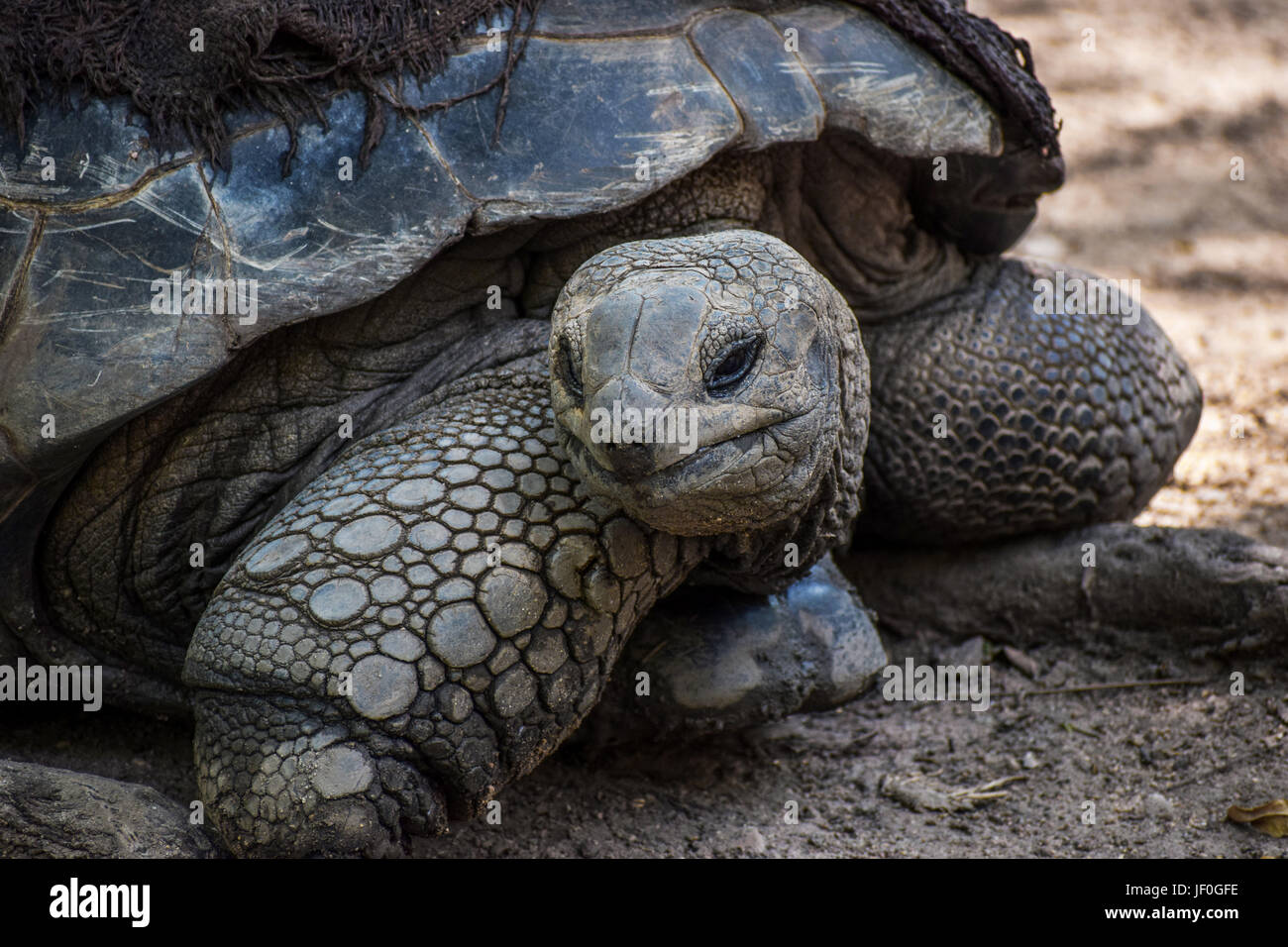 Big Turtle Face Stock Photo - Alamy