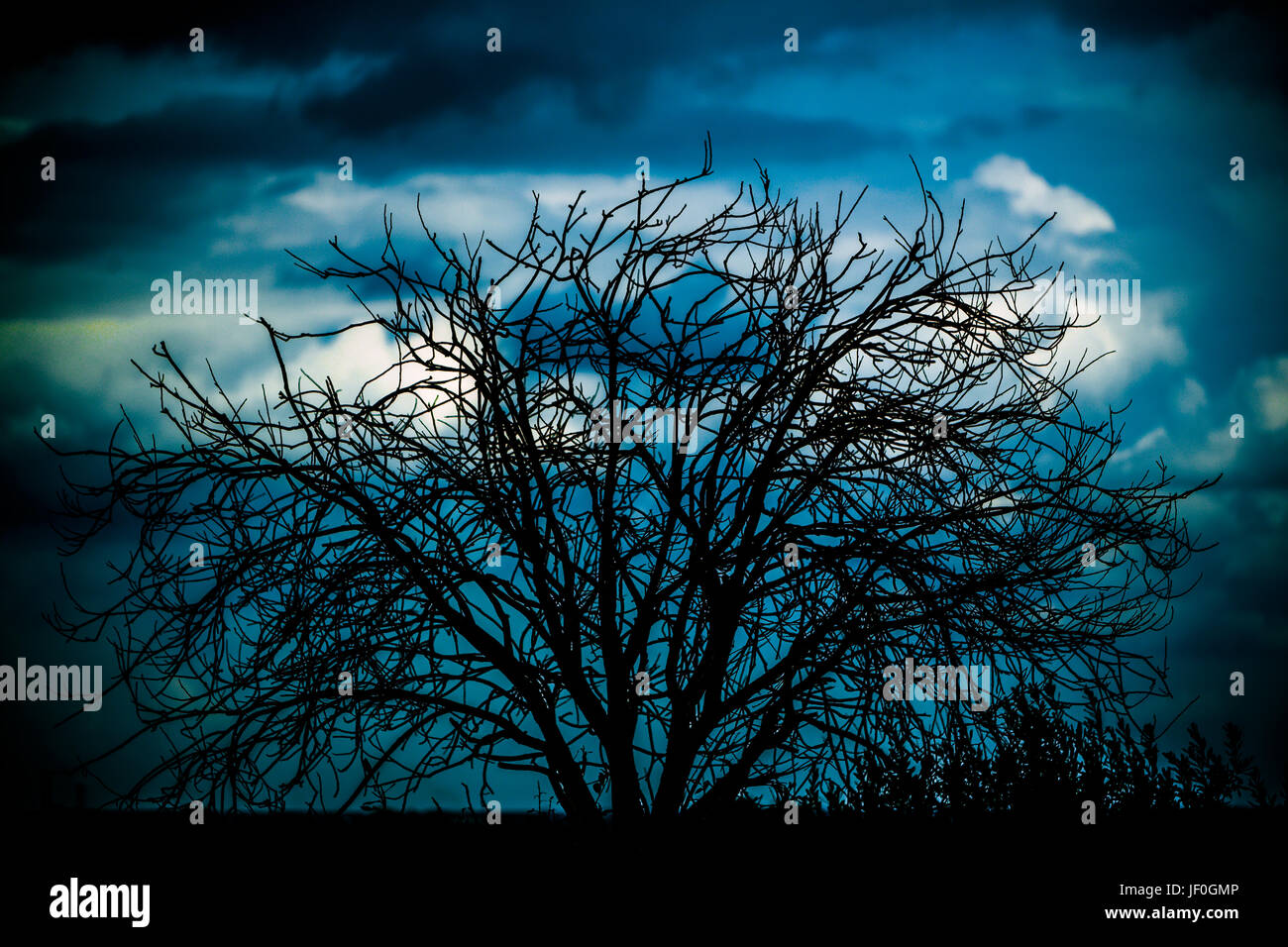 ominous silhouette of a tree on sky background Stock Photo - Alamy