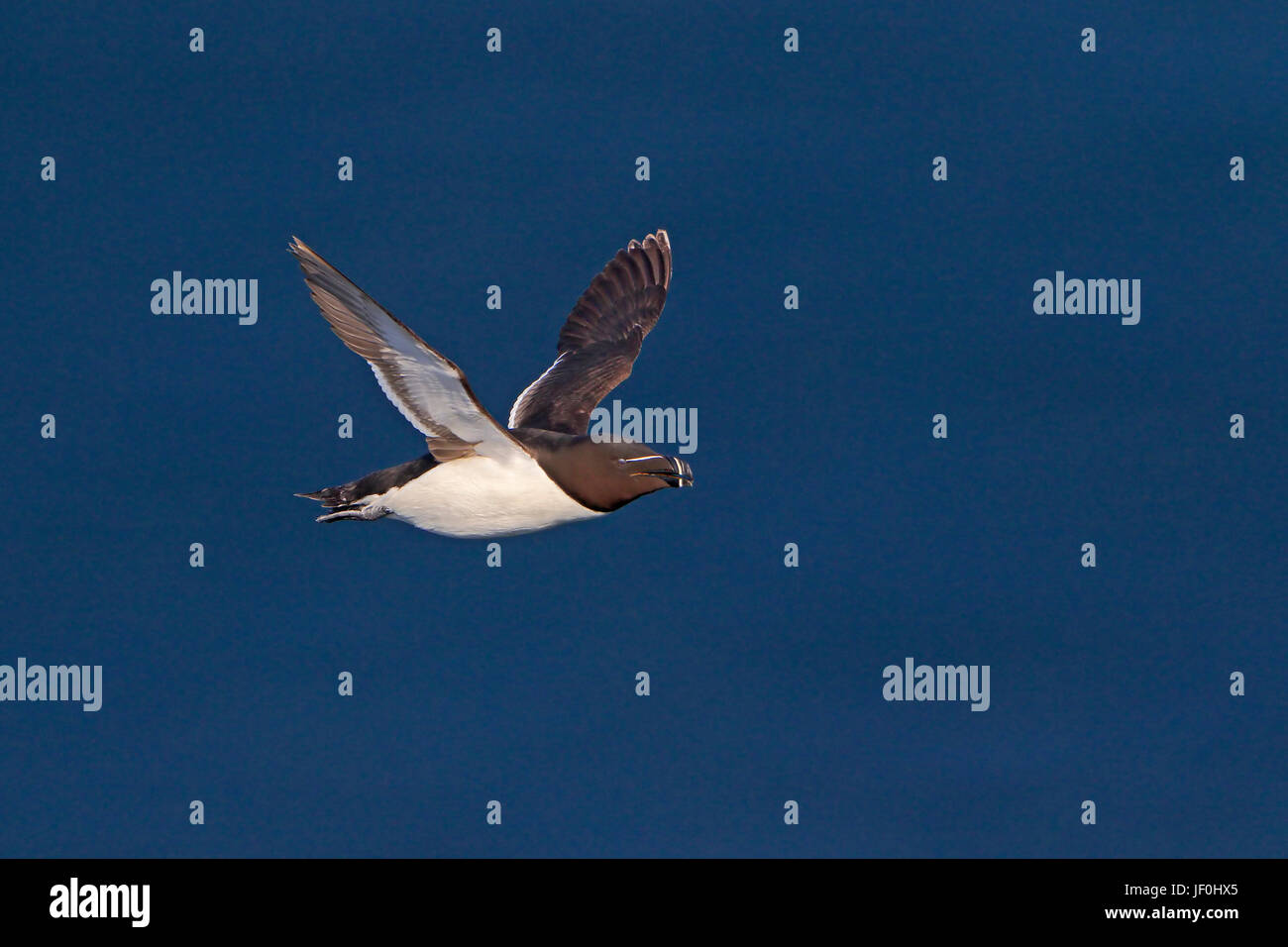 Razorbill in flight at Bempton RSPB Reserve Stock Photo - Alamy