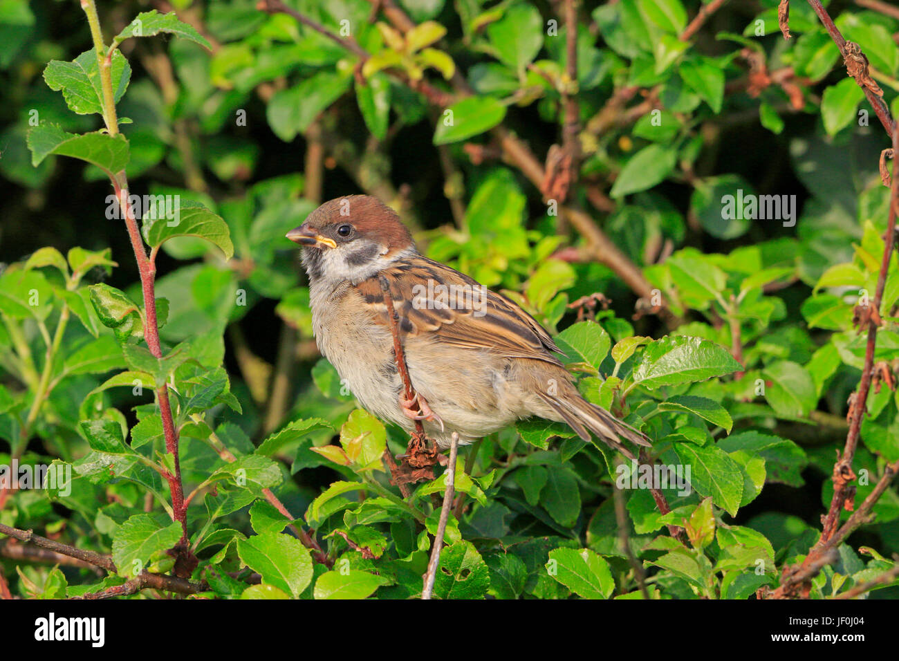 Juvenile tree sparrow hi-res stock photography and images - Alamy