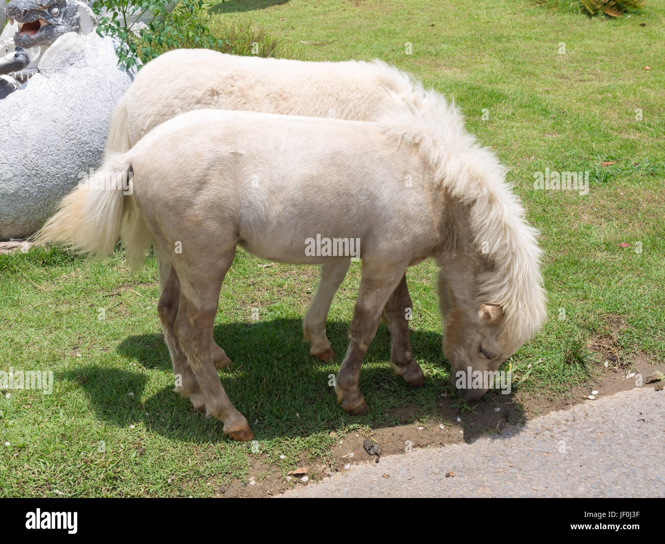 Dwarf Horse in farm Stock Photo - Alamy